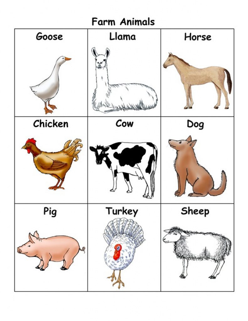 15 Animal Flash Cards | Kitty Baby Love With Free Printable Animal ...