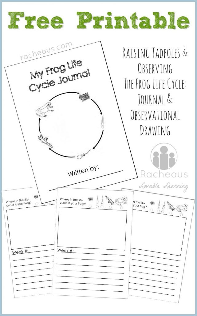 Free Printable Frog Life Cycle Journal | Science Notebooking - Life ...