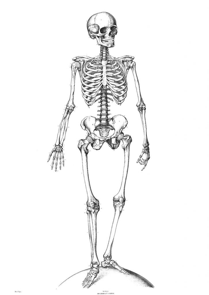Free Printable Skeleton Coloring Pages For Kids | Classical - Free ...