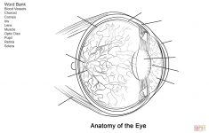 Human Eye Anatomy Worksheet Coloring Page | Free Printable Coloring ...
